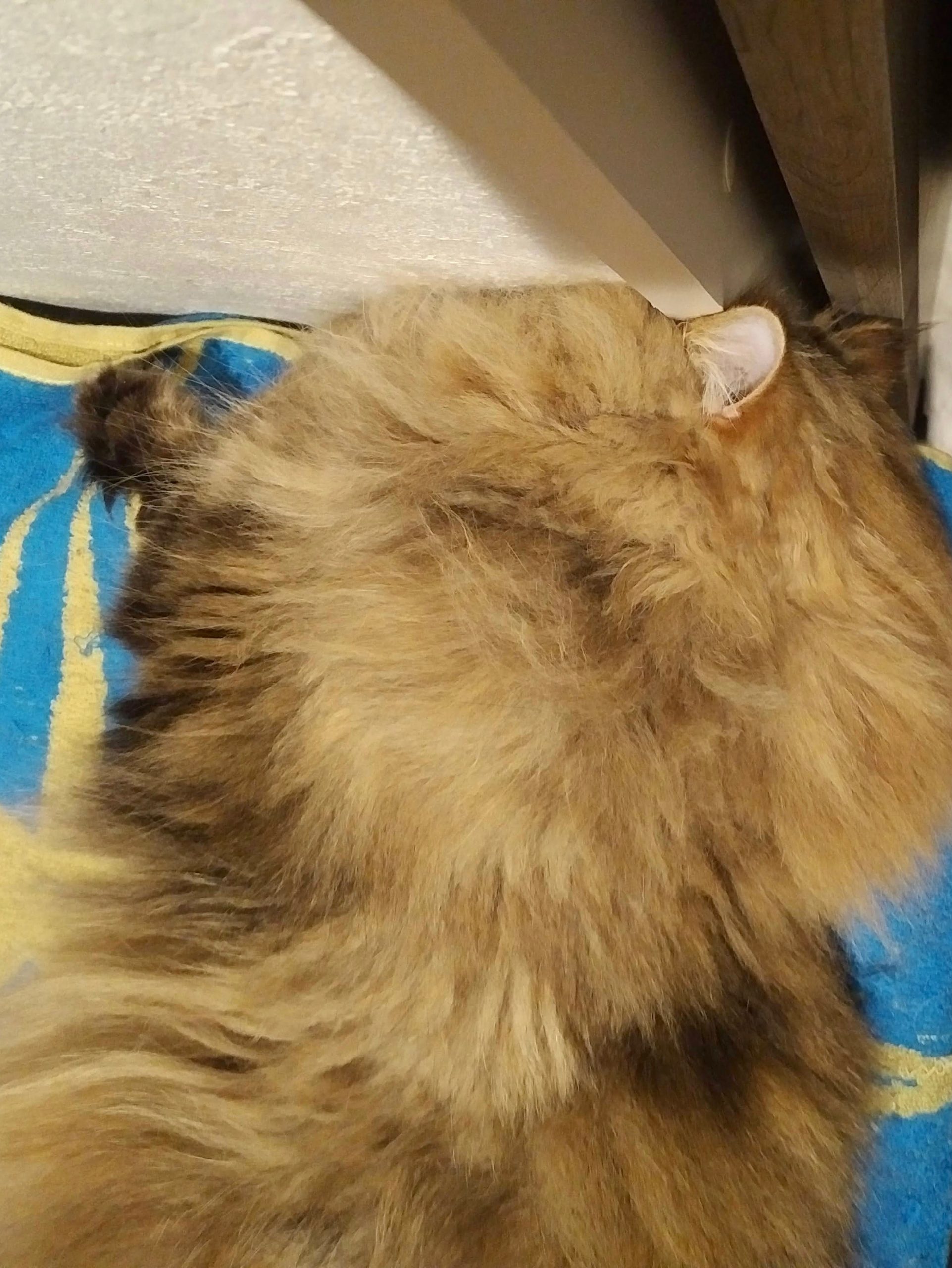 3 - CanCam.jp（キャンキャン）